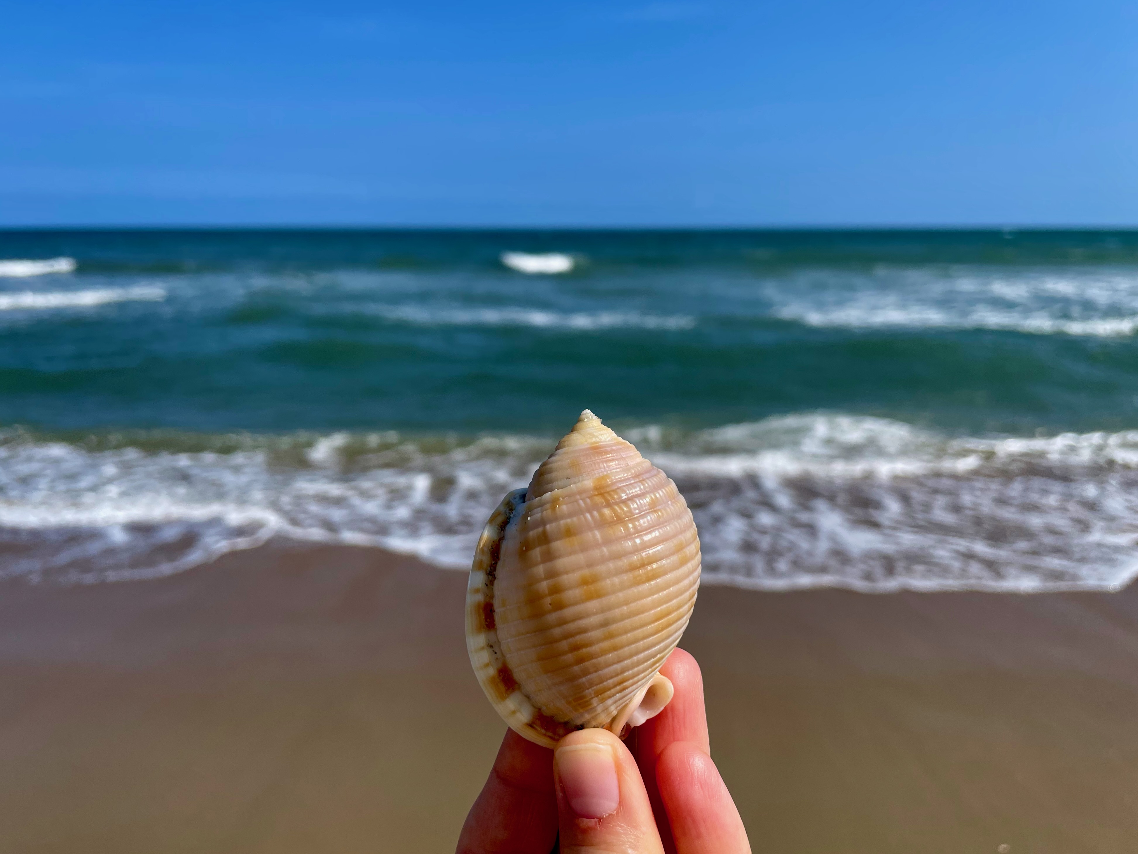 Top Shelling Beaches on the US East Coast – Klara the Explorer