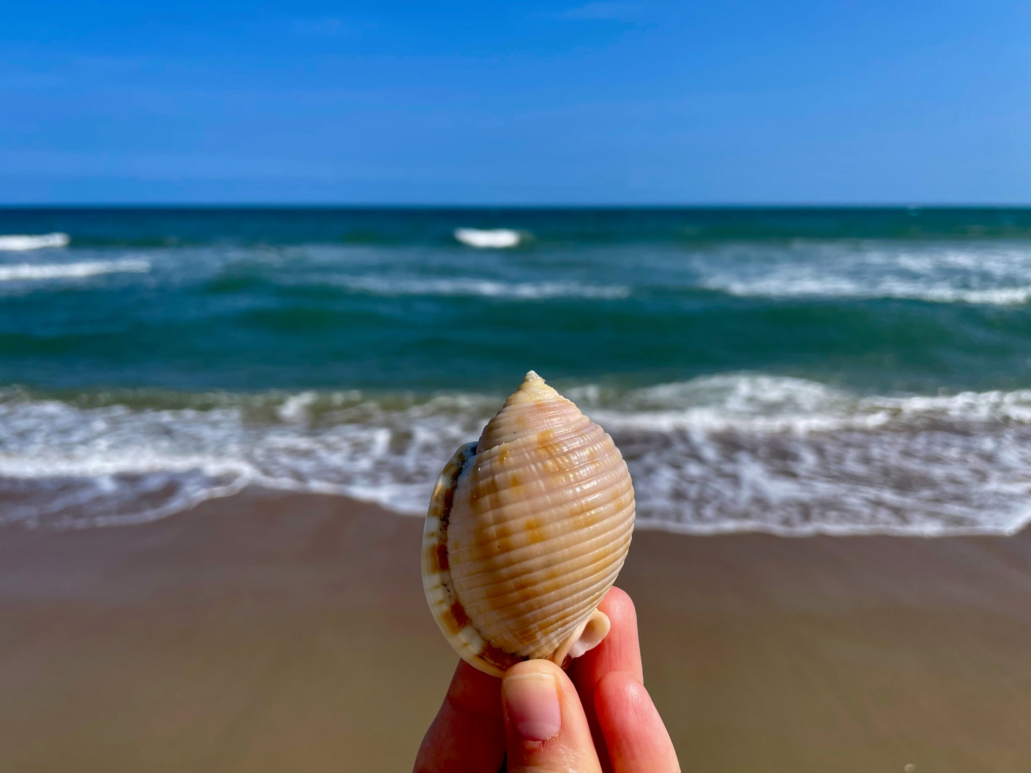Top Shelling Beaches on the US East Coast – Klara the Explorer