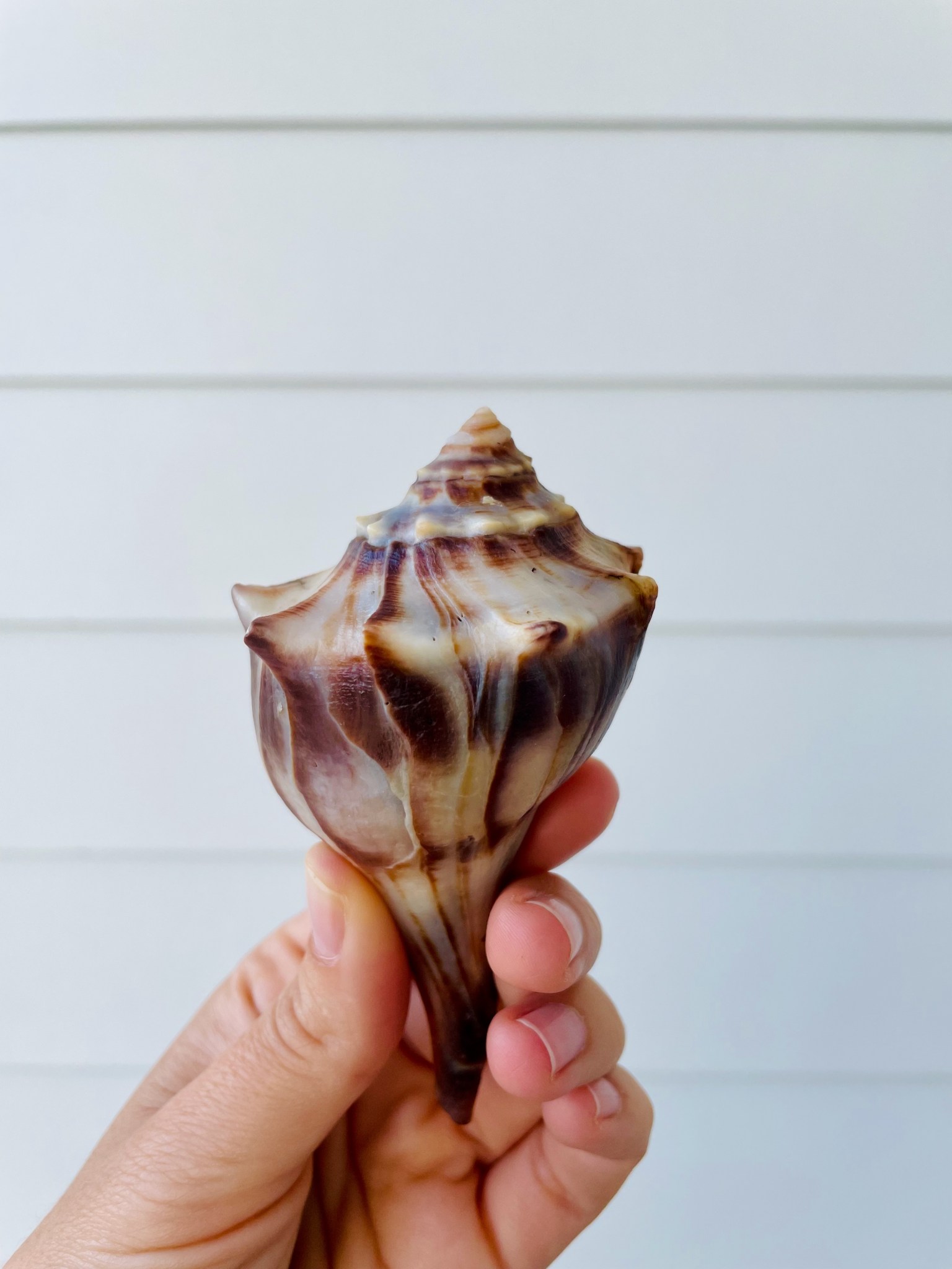 Top Shelling Beaches on the US East Coast – Klara the Explorer