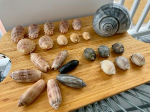 Top Shelling Beaches on the US East Coast – Klara the Explorer