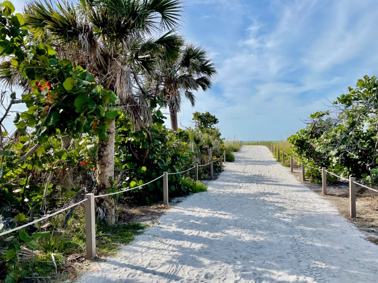 Top Shelling Beaches on the US East Coast – Klara the Explorer