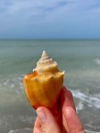 Top Shelling Beaches on the US East Coast – Klara the Explorer