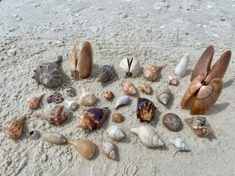 Top Shelling Beaches on the US East Coast – Klara the Explorer