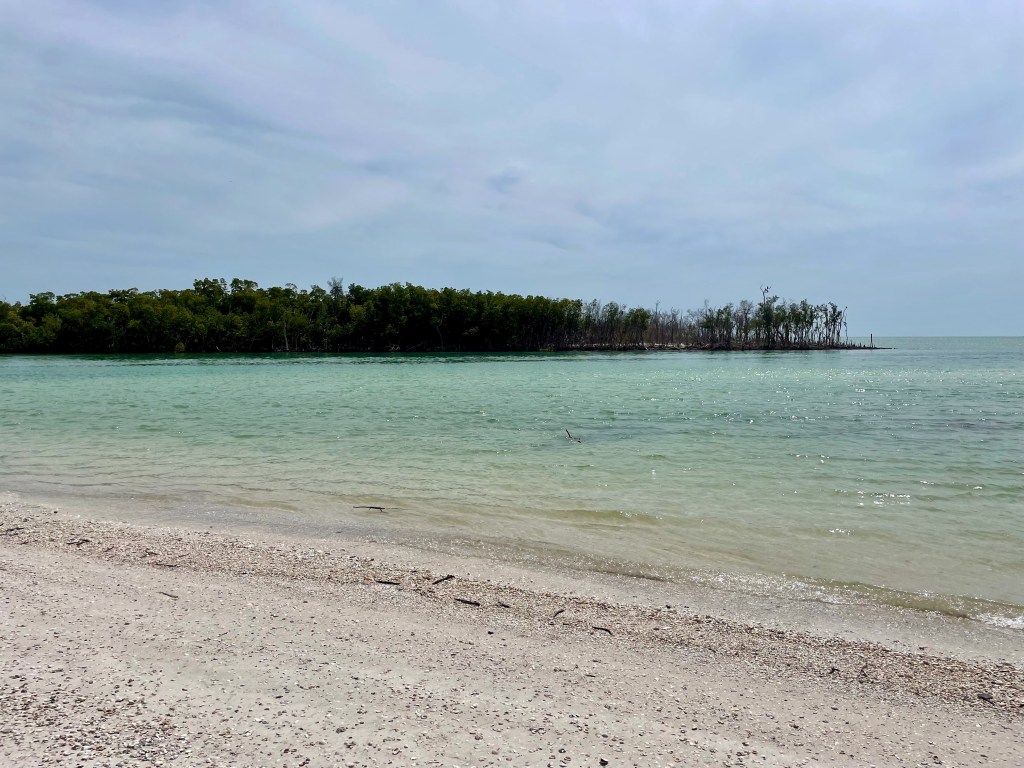 Top Shelling Beaches on the US East Coast – Klara the Explorer