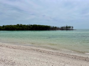 Top Shelling Beaches on the US East Coast – Klara the Explorer