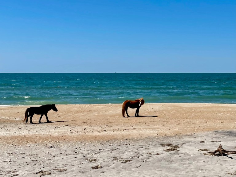 Top Shelling Beaches on the US East Coast – Klara the Explorer