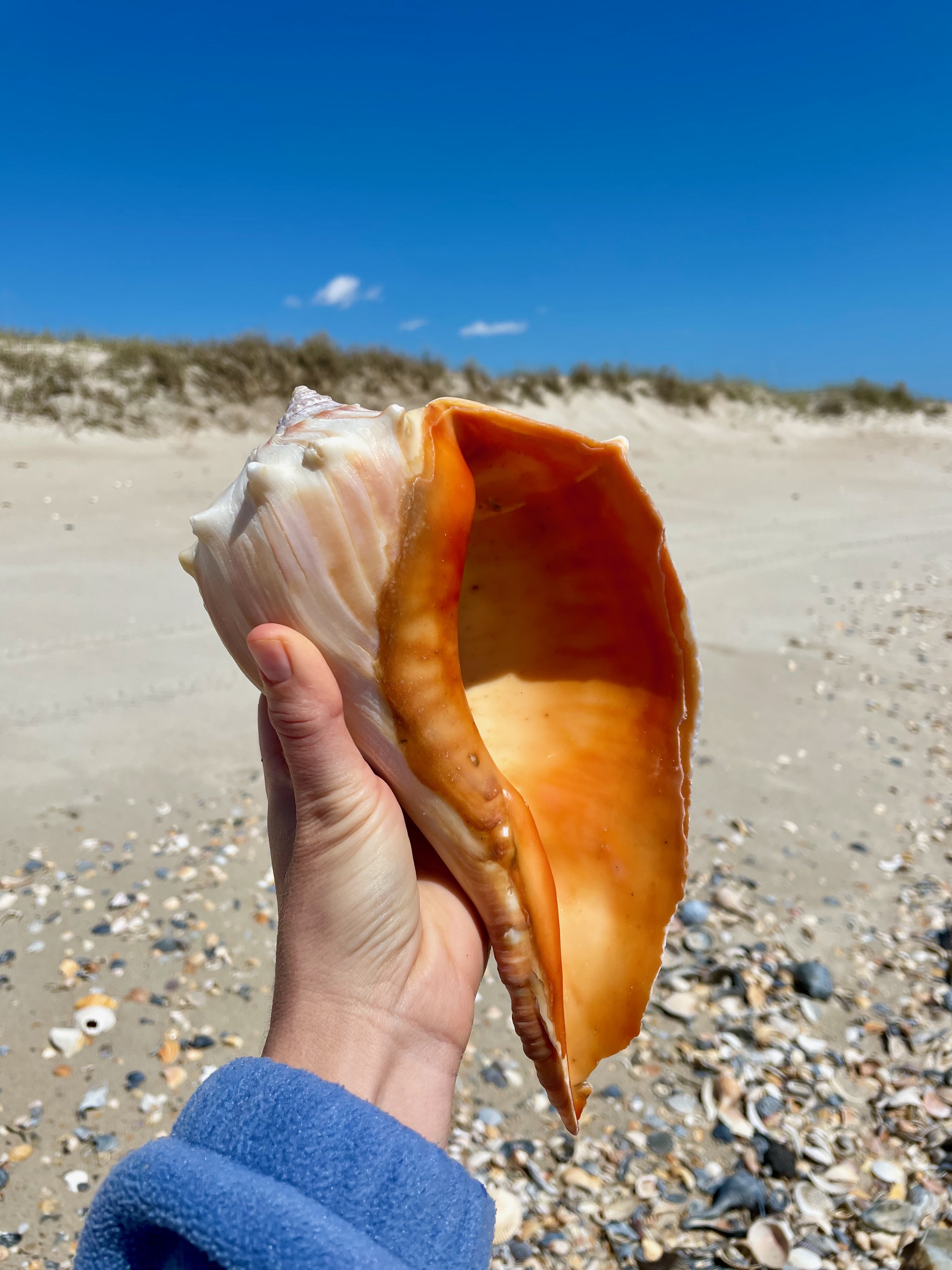 Top Shelling Beaches on the US East Coast – Klara the Explorer