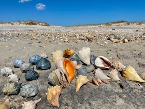 Top Shelling Beaches on the US East Coast – Klara the Explorer