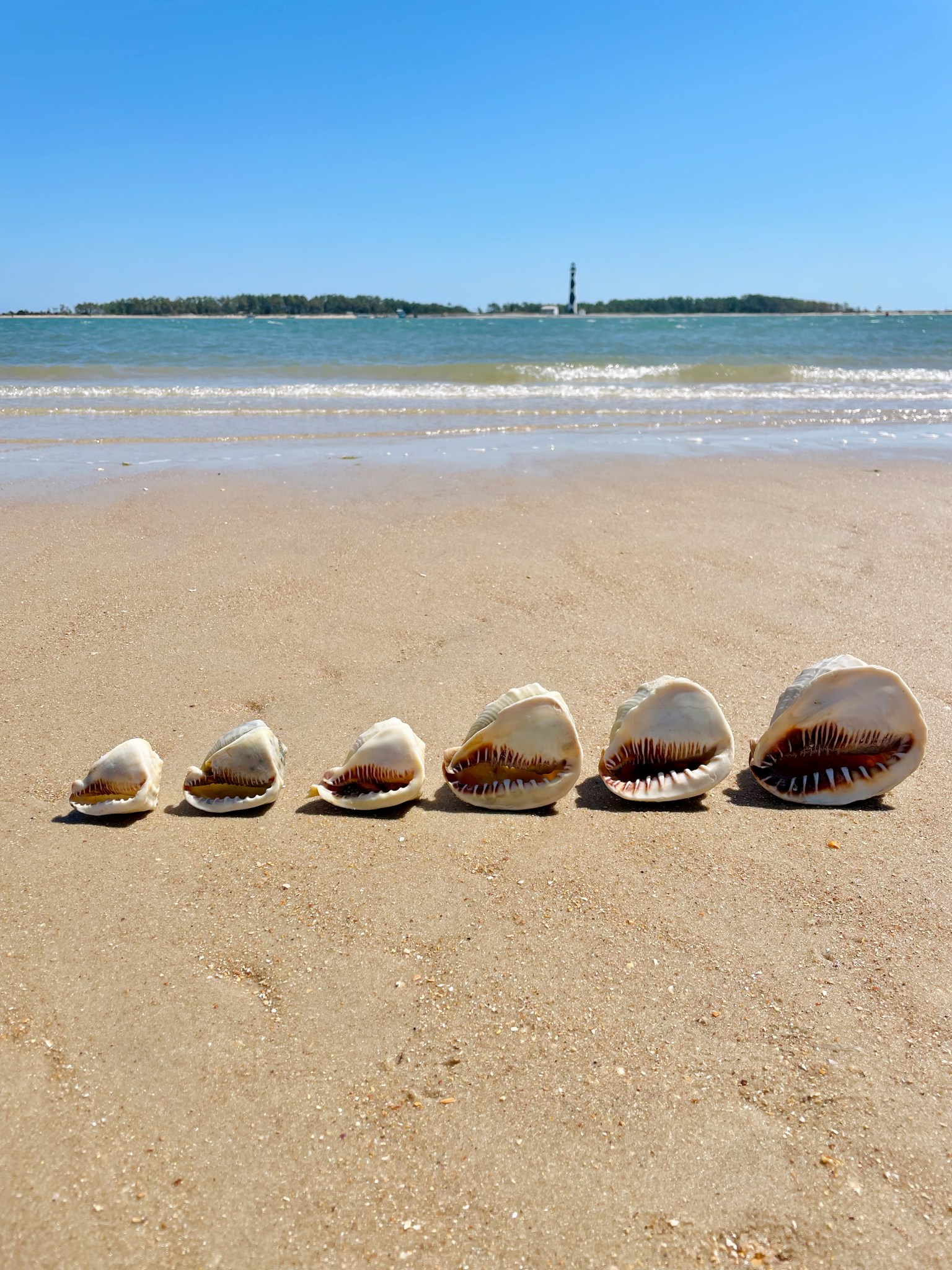 Top Shelling Beaches on the US East Coast – Klara the Explorer