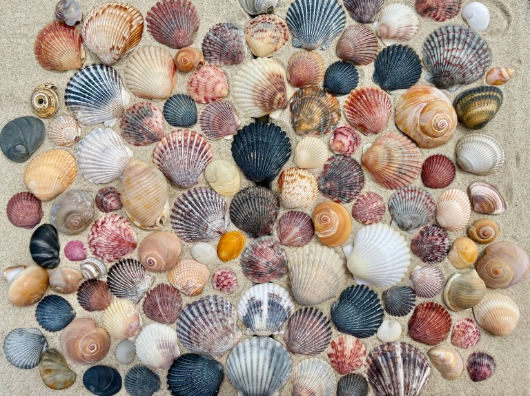 Top Shelling Beaches on the US East Coast – Klara the Explorer